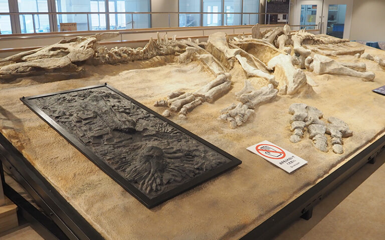 「化石を通して甑島の魅力を未来へつなぐ」甑ミュージアム | RINRI PROJECT